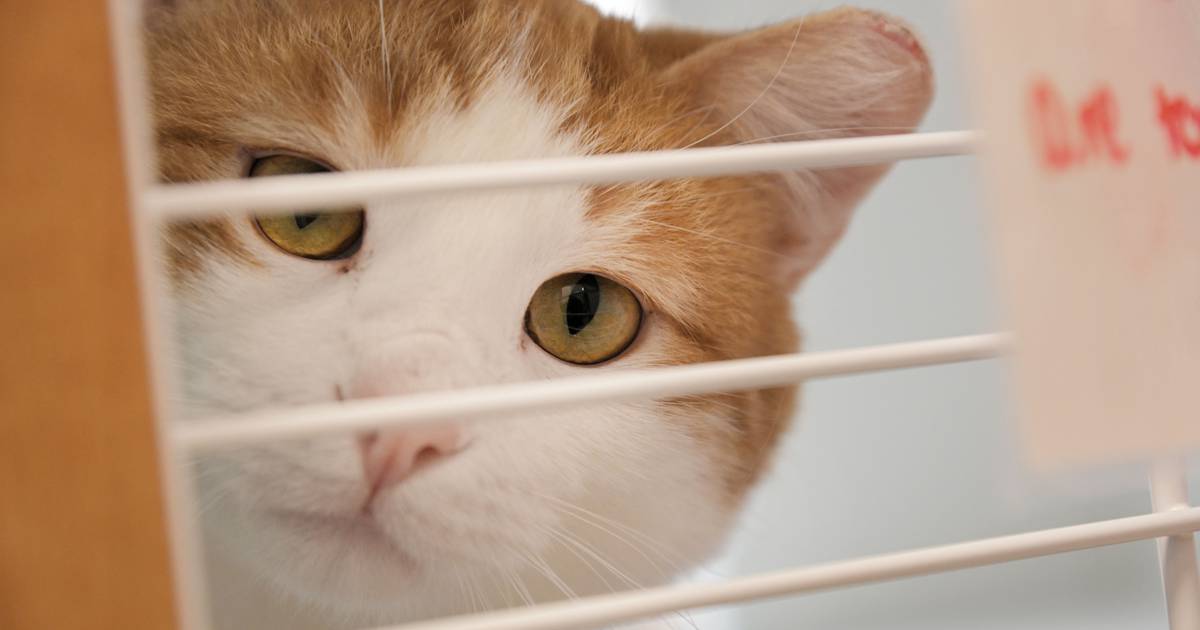 DuPage Animal Services receives No Kill Excellence grant – Shaw Local