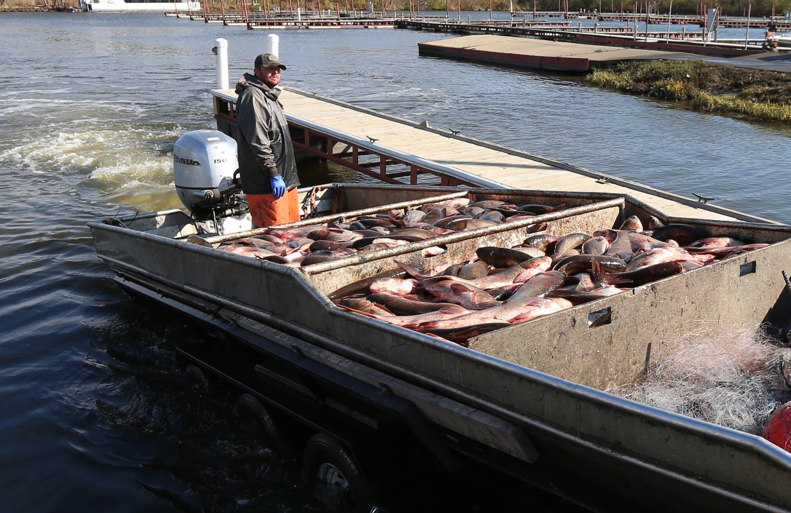 More than 6 tons of invasive carp removed from Illinois River – Shaw Local