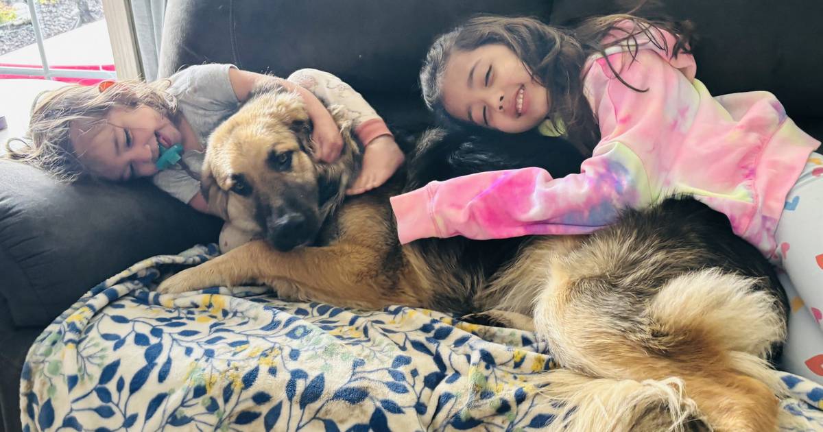 Minooka family loses all 4 pets to house fire – Shaw Local