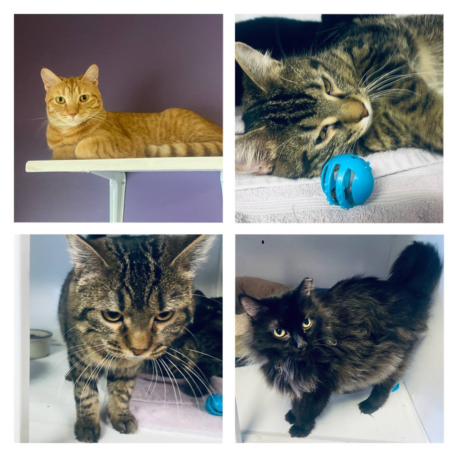 Morris Herald-News Pets of the Week: March 6, 2023 – Shaw Local