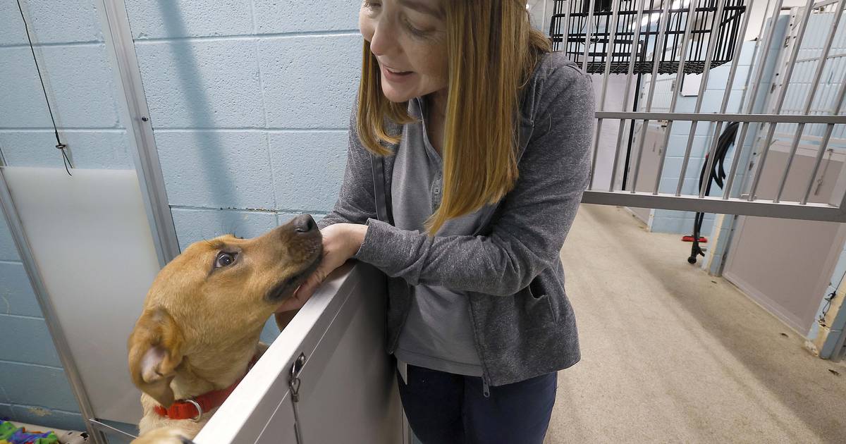 Cat condos and better digs for dogs: DuPage County animal shelter ...
