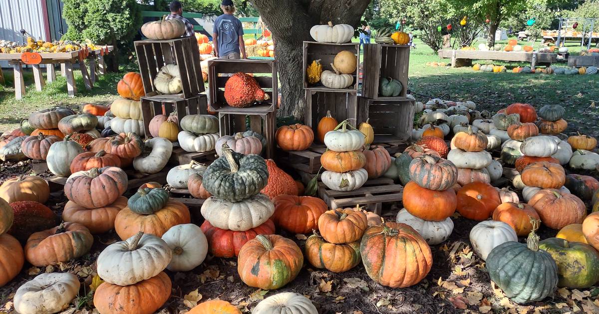 Illinois: The Pumpkin King of America! - Archyde