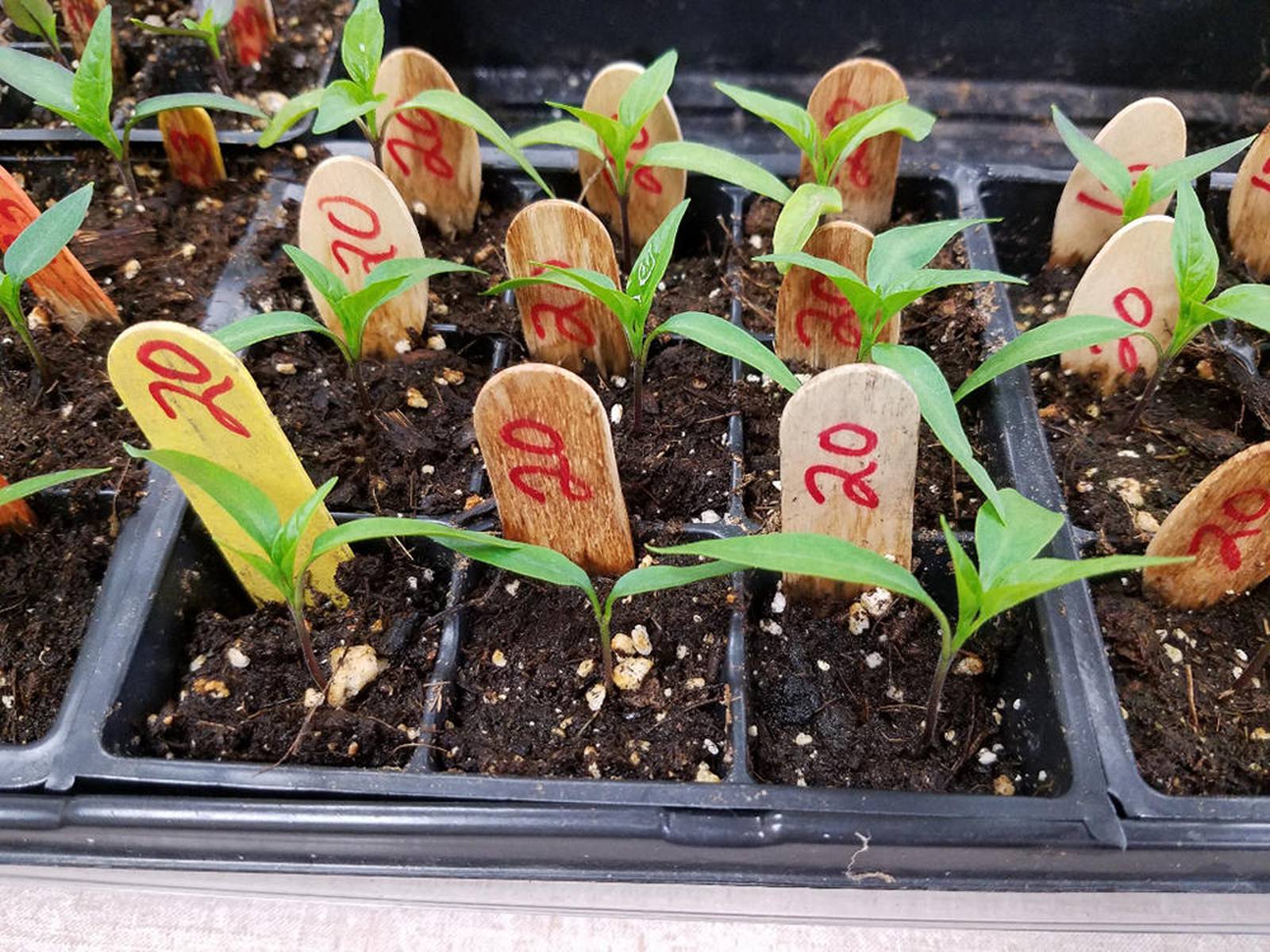 Master Gardeners host seed starting workshop – Shaw Local