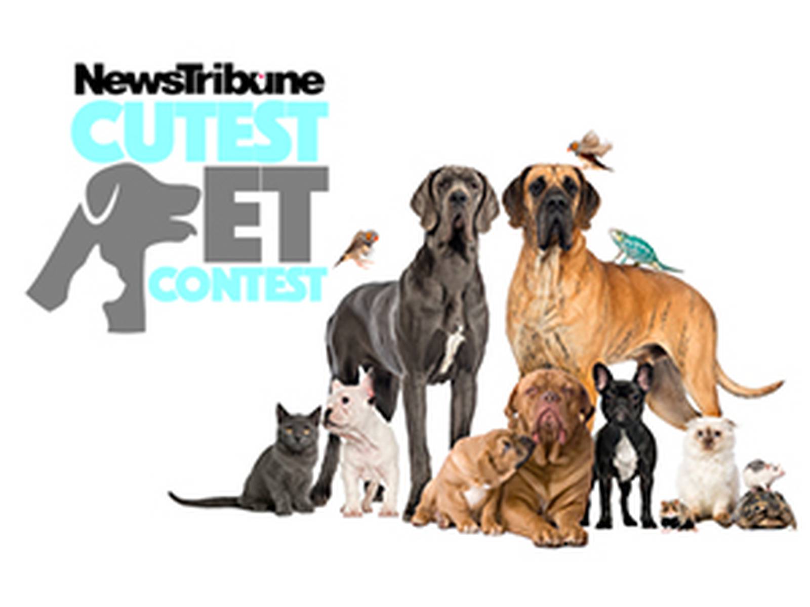 Voting started! News Tribune Cutest Pet Contest 2022 – Shaw Local