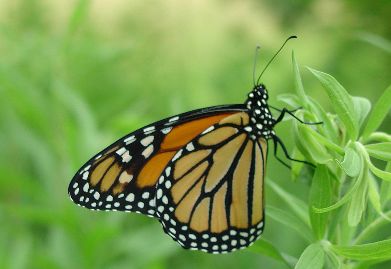 Learn about the ‘Magical Migrating Monarch’ in La Salle library program ...