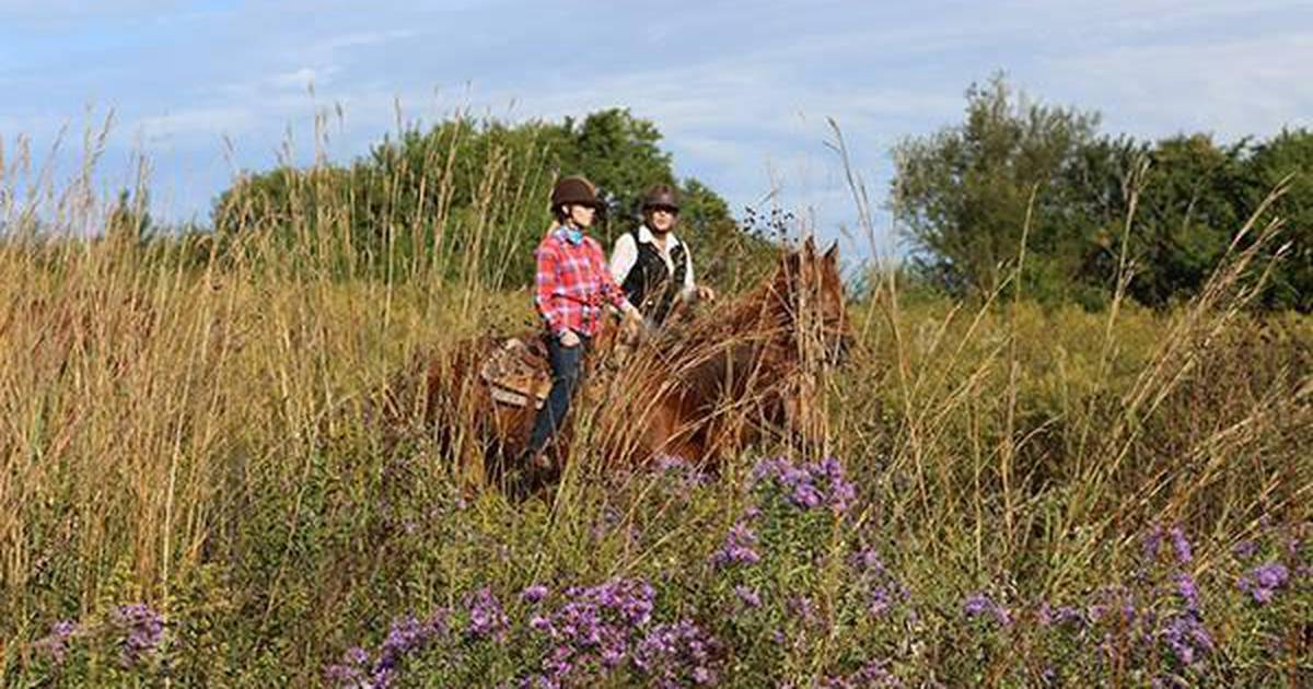 PBS show visits Midewin bison, Route 66 corridor – Shaw Local