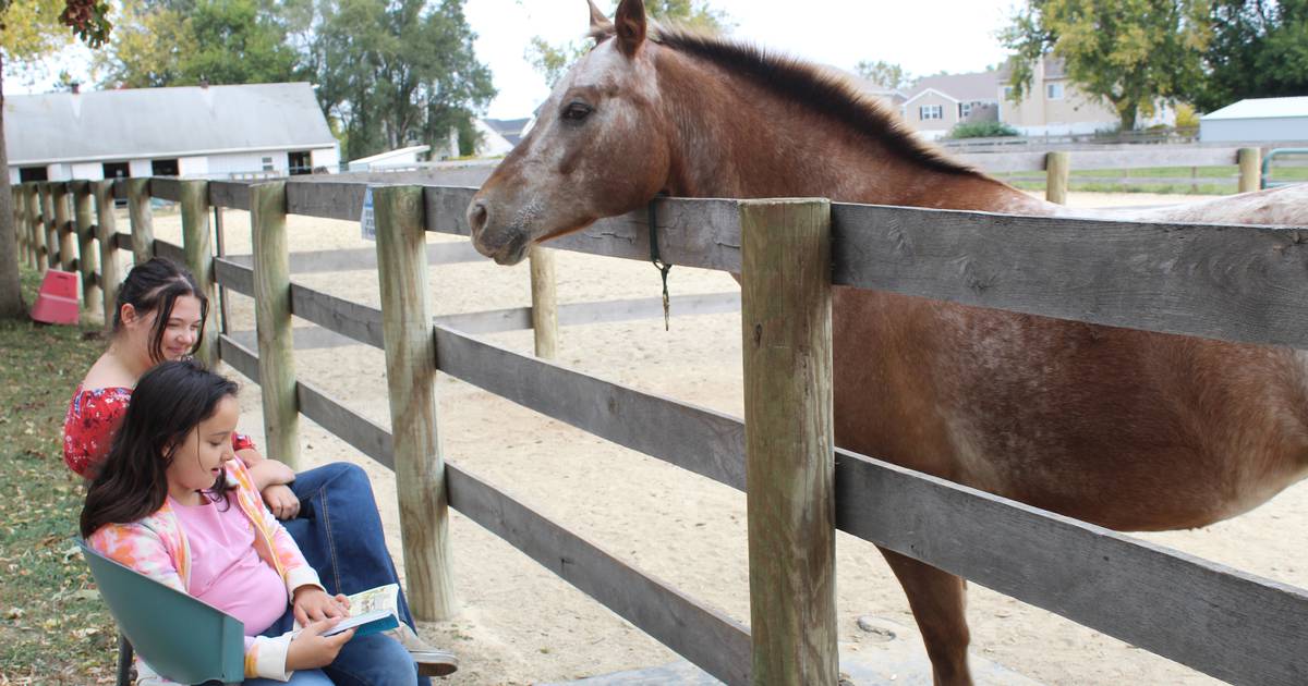 Woodstock horse rescue saves 59 neglected ponies, helps foster many ...