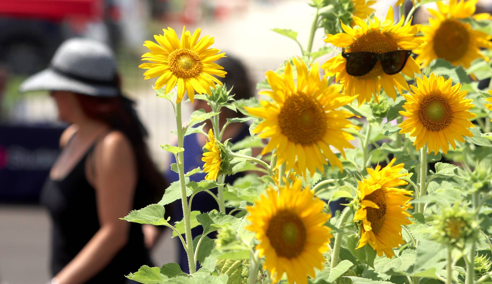 Photos: The 2023 DuPage County Fair – Shaw Local