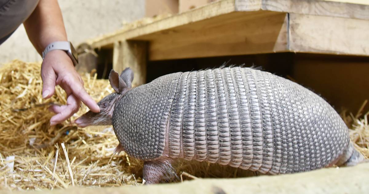 Down the Garden Path: Armadillos, the ‘Little Armored Ones’ – Shaw Local
