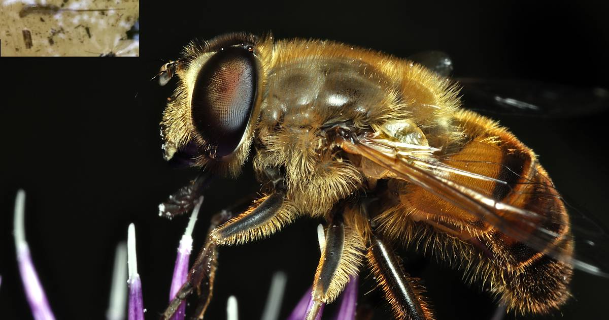 Good Natured in St. Charles: Rat-tailed maggot becomes beautiful hover ...