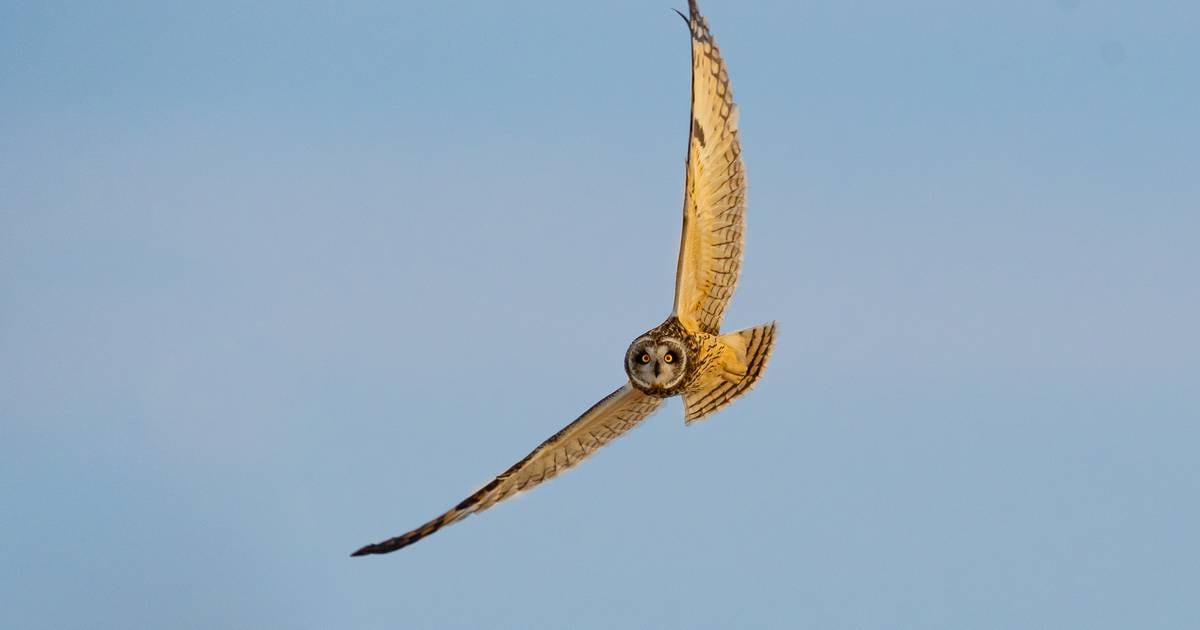 Register now for ‘Owl Watch’ tours and ‘Owl Prowl’ hikes in Will County ...