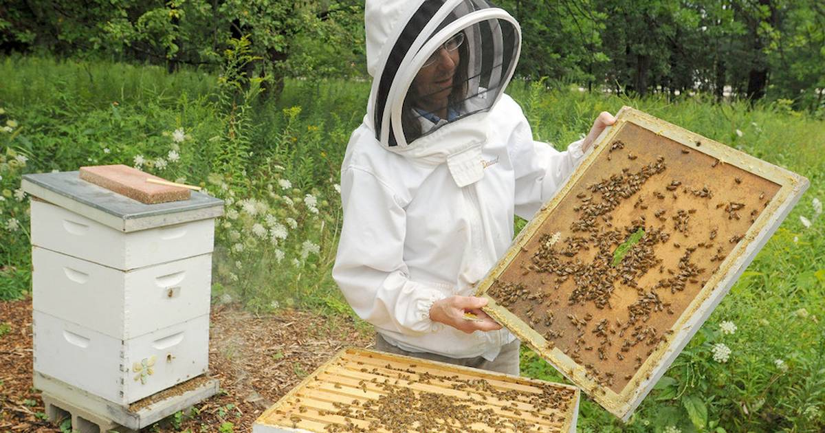 Honey bee colonies thriving at Lyman Woods in Downers Grove – Shaw Local
