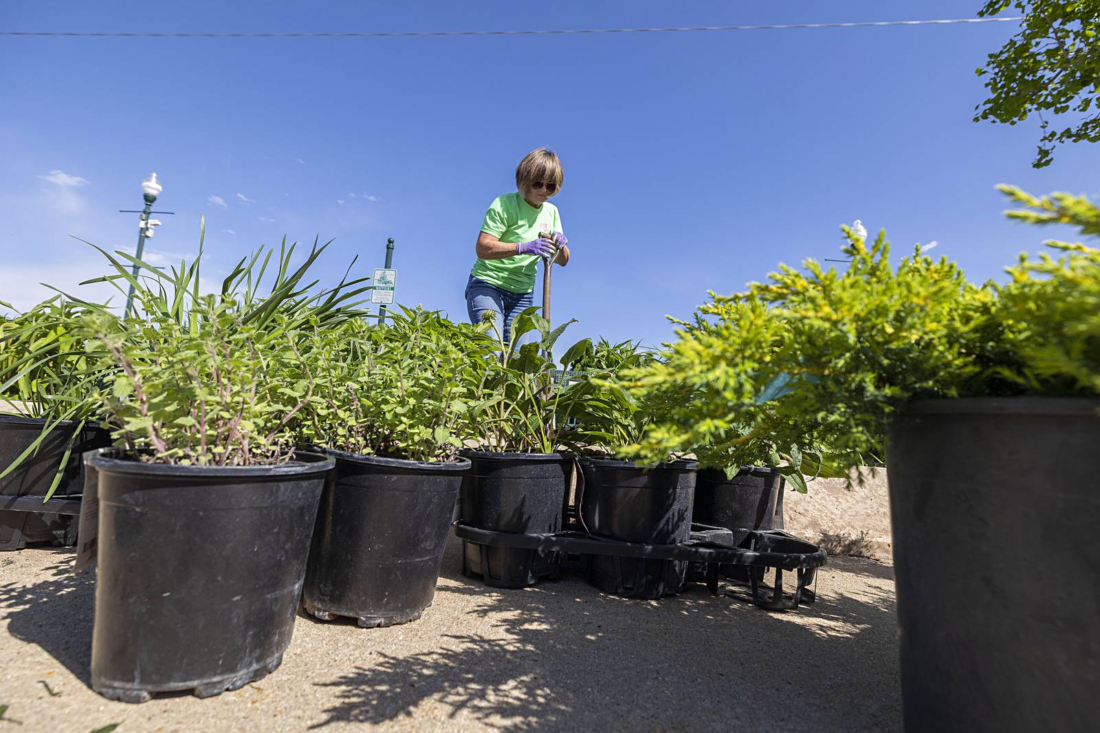 Photos: Dixon gardens get an update – Shaw Local