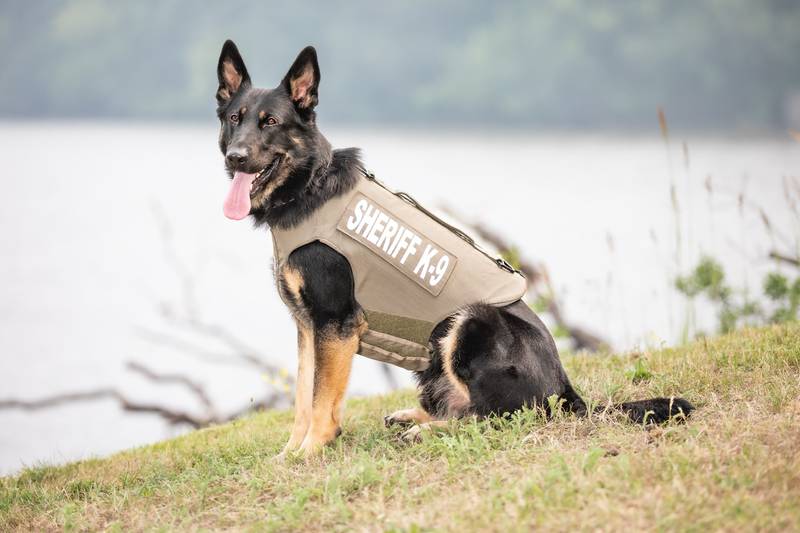 Sheriff’s K-9s receive body armor donation – Shaw Local
