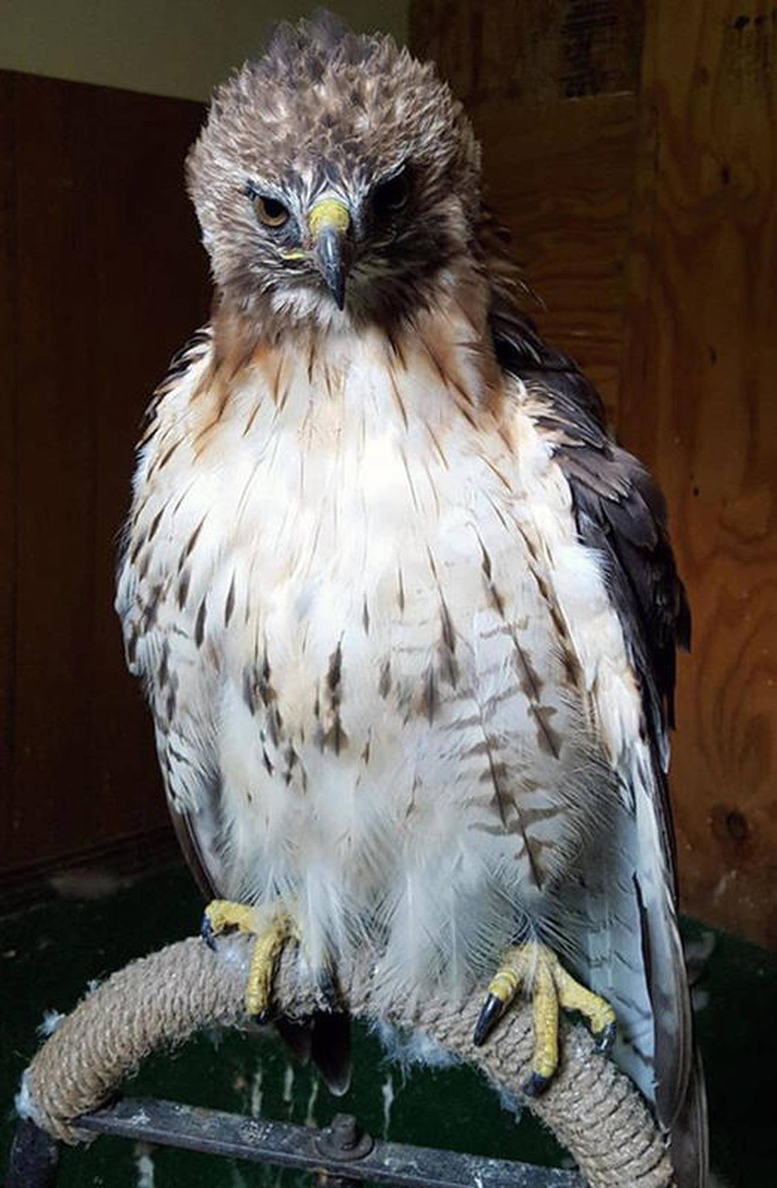 Ruby the red-tailed hawk's injury was no accident – Shaw Local