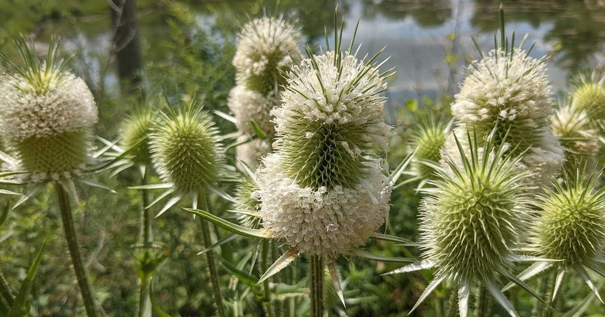 Good Natured in St. Charles: Now’s time to tame prickly invasive teasel ...