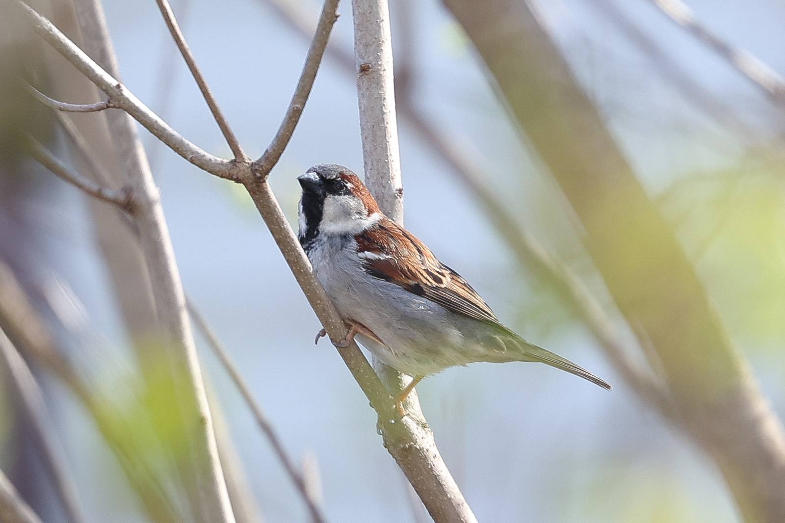 Kane County Audubon group offers June bird walks – Shaw Local