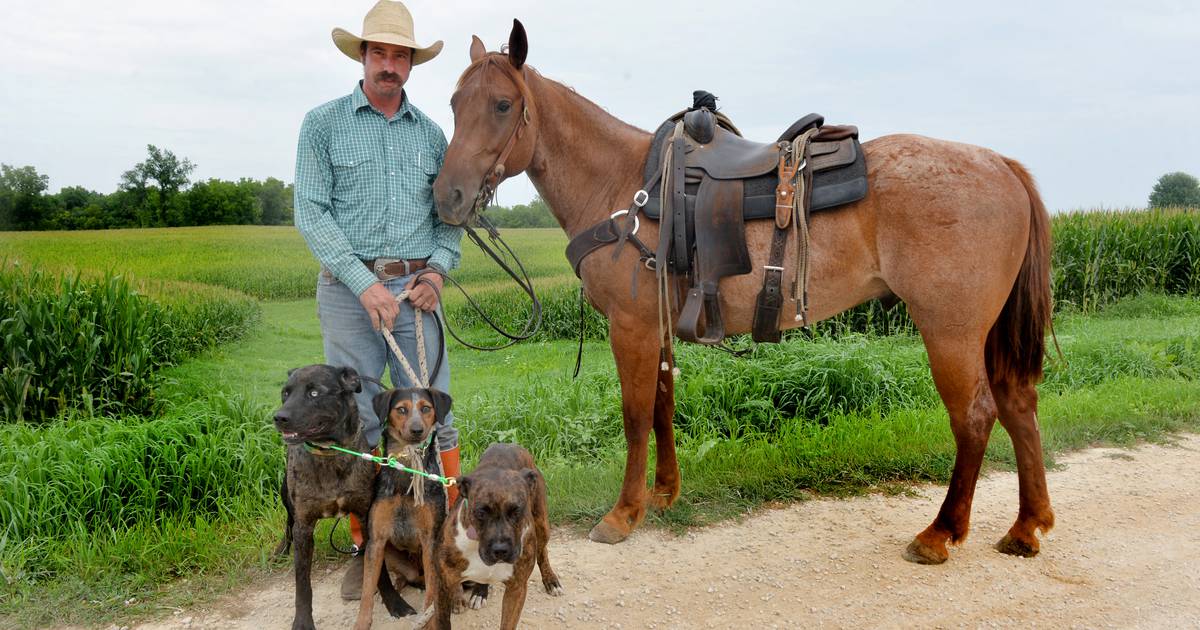 Morrison cattle catcher helps Maple Park family’s lost calves return ...