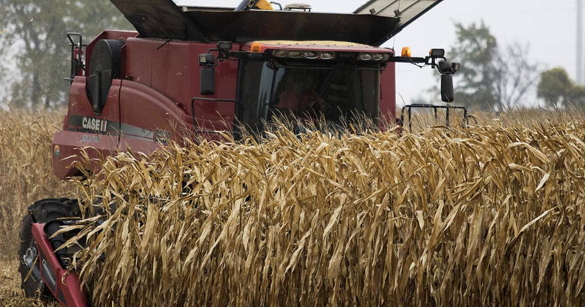 Harvest brings good yields, poor crop prices – Shaw Local