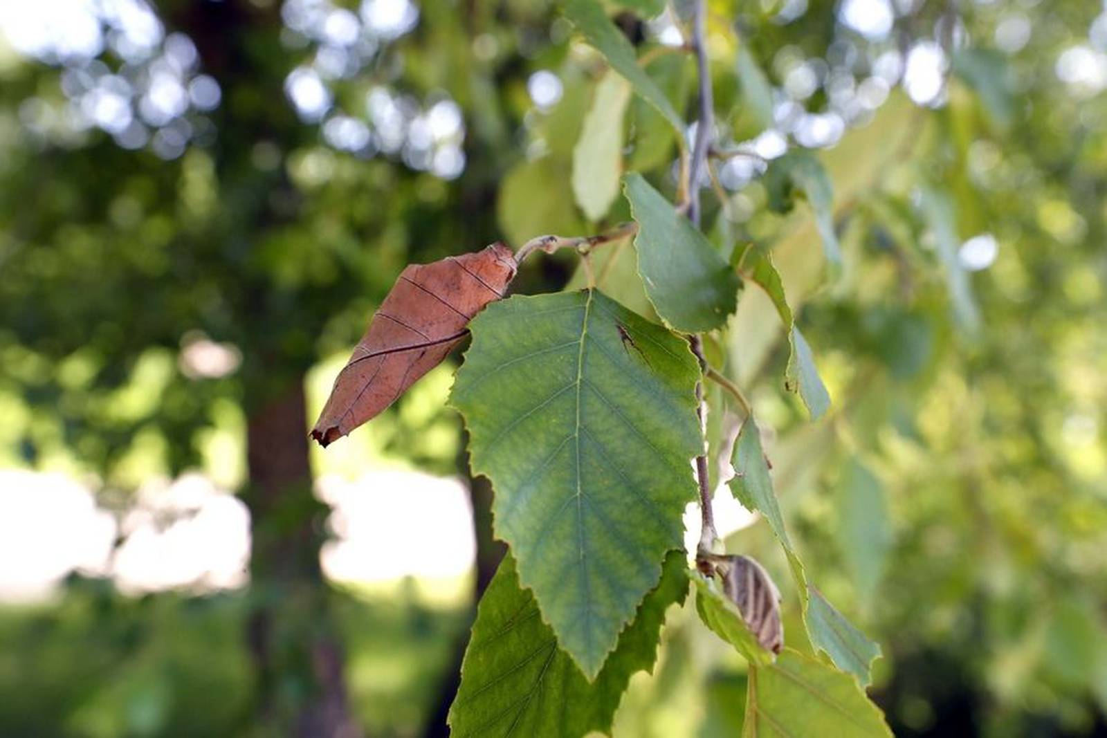 Some trees in the suburbs are in drought stress: What to look for and ...