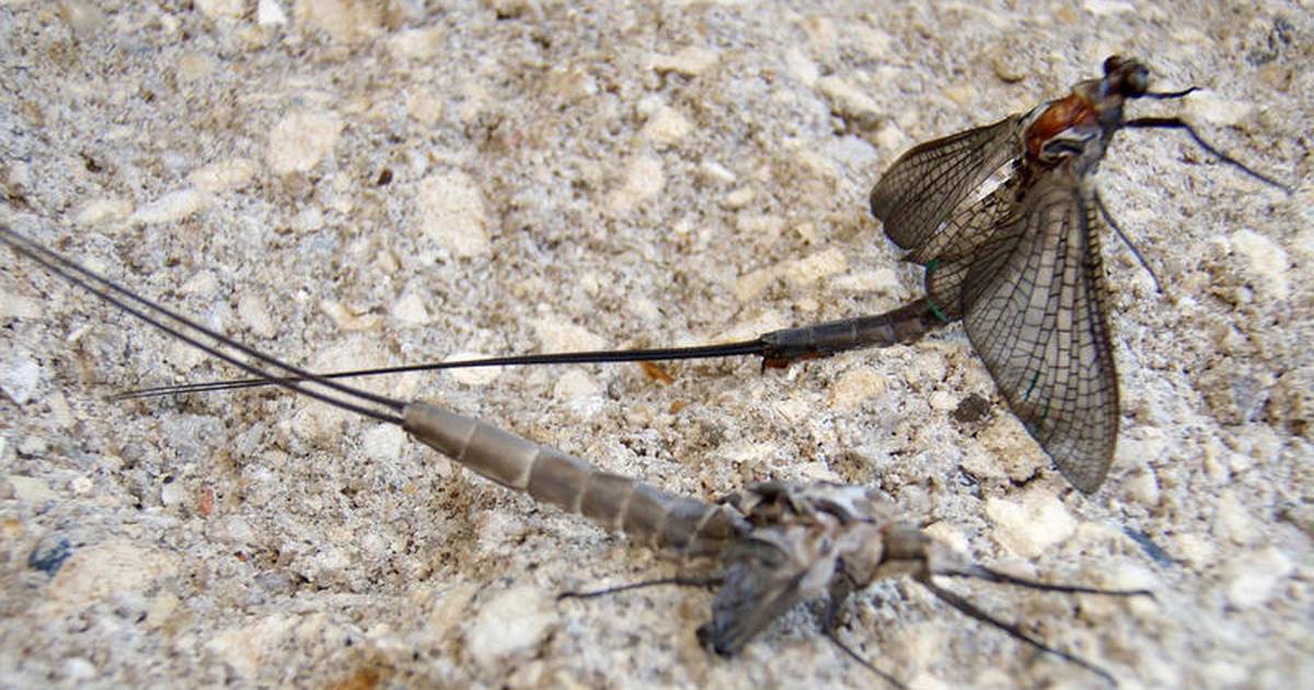 Good Natured: The incredible lifecycle of the mayfly – Shaw Local