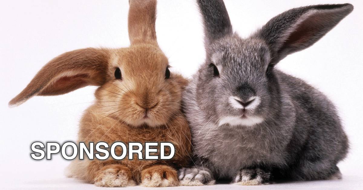 Rabbits 101: Do They Make Good Pets? – Shaw Local