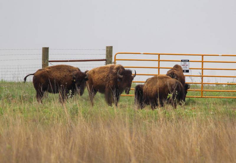 Coal City photographer attended Midewin Bison Expedition to photograph ...