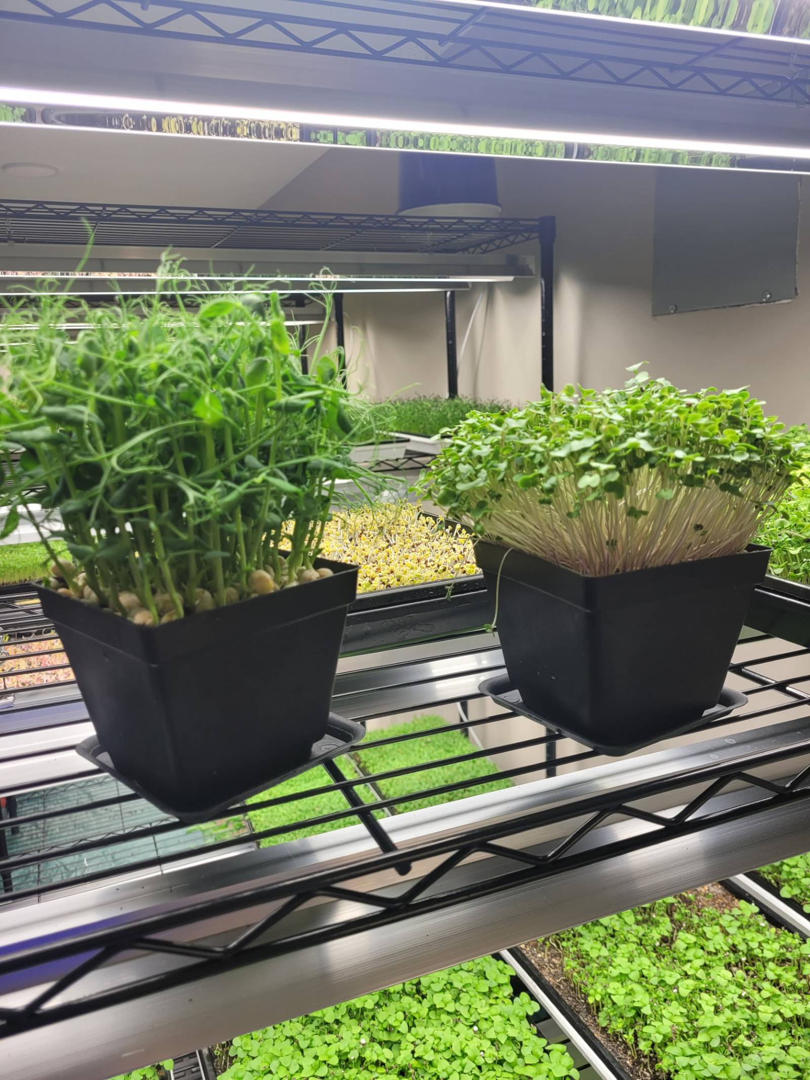 Kendall County Master Gardener hosting microgreens workshop July 6 ...