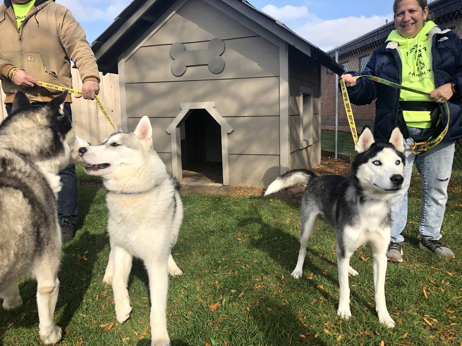 Woodstock dog races will raise money for husky rescue and adoption ...