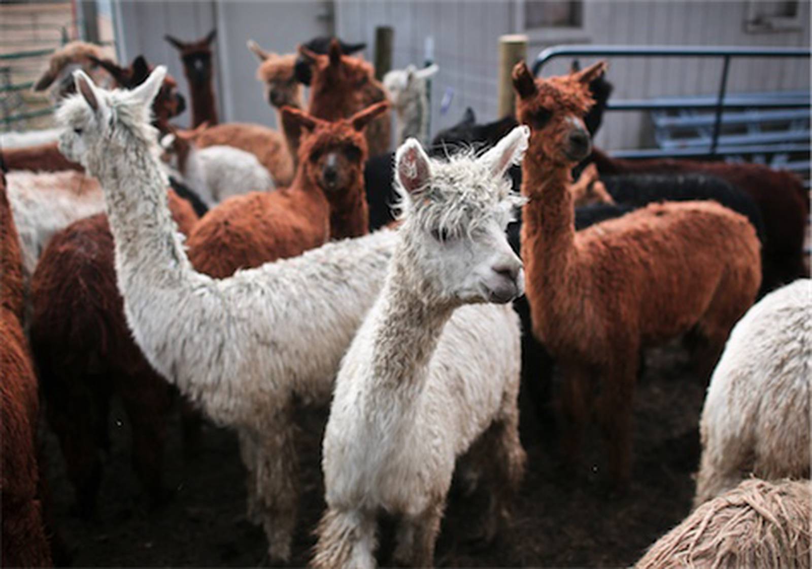 Alpaca herd grows in McHenry County – Shaw Local