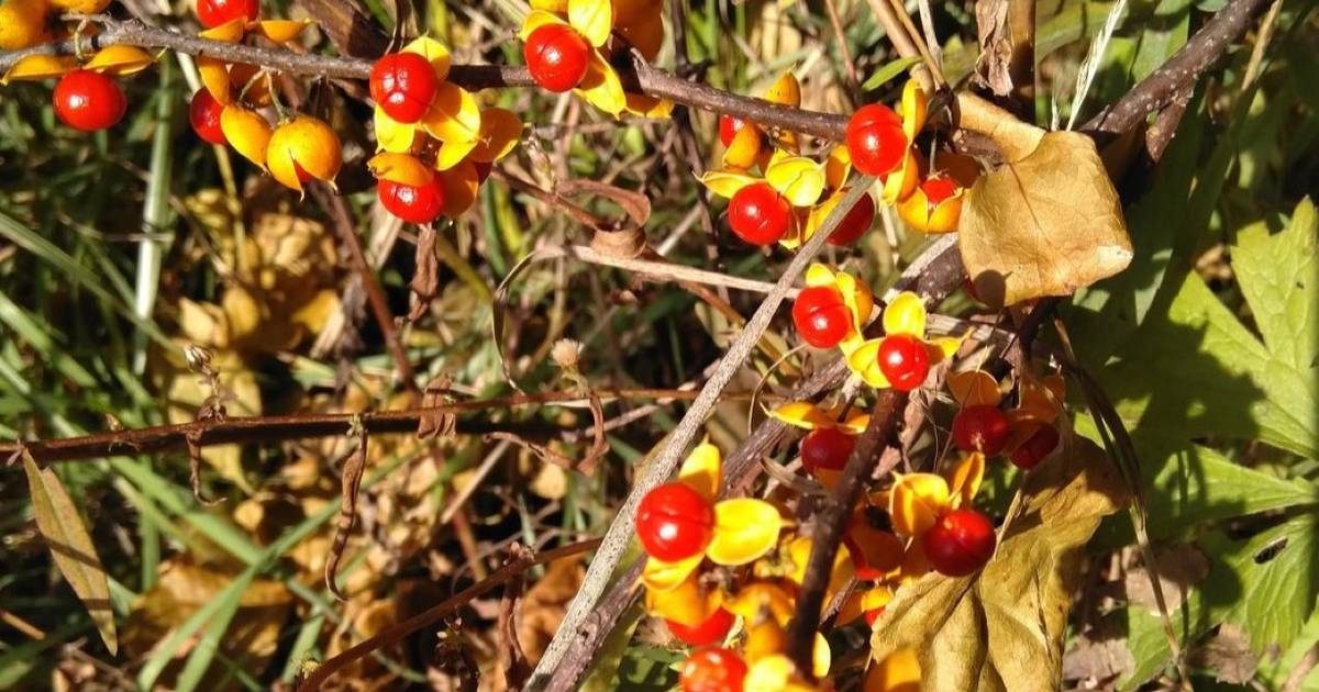 Good Natured in St. Charles: Asiatic bittersweet’s beauty belies threat ...