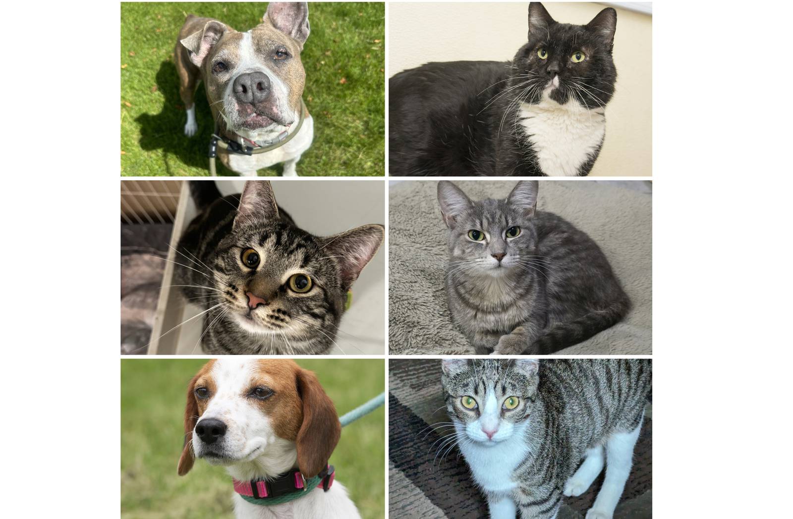 Pets of the Week: June 24, 2024 – Shaw Local