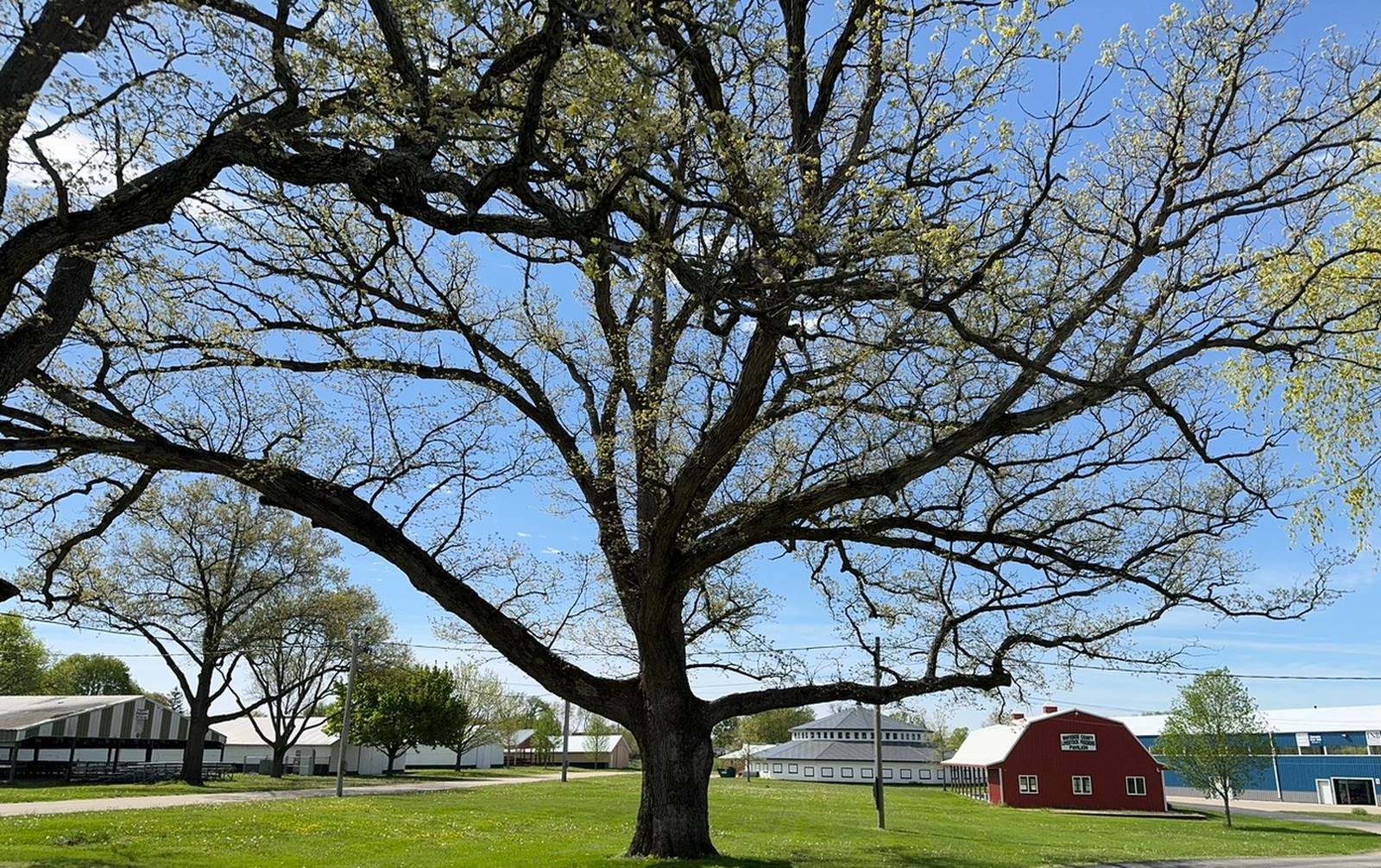 Whiteside County Fairgrounds tree named July tree of the month – Shaw Local