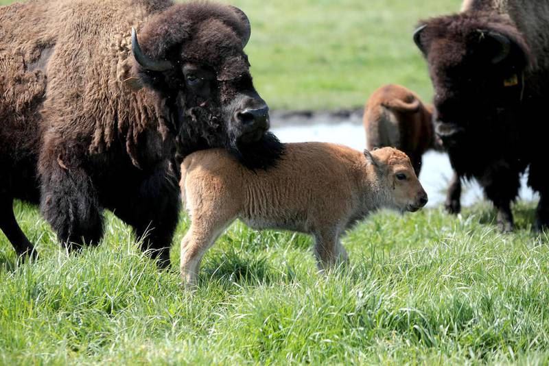 Baby bison steal hearts at Fermilab in Batavia – Shaw Local