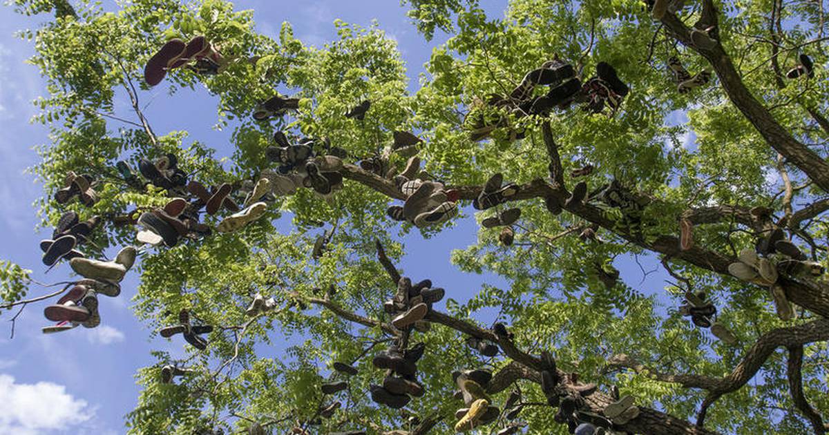 Origins of Woodstock Shoe Tree are muddled – Shaw Local