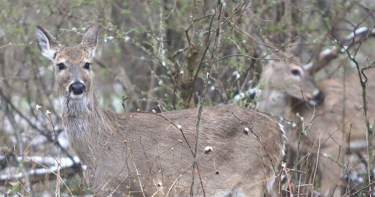 First weekend firearm deer hunting totals down in McHenry County – Shaw ...
