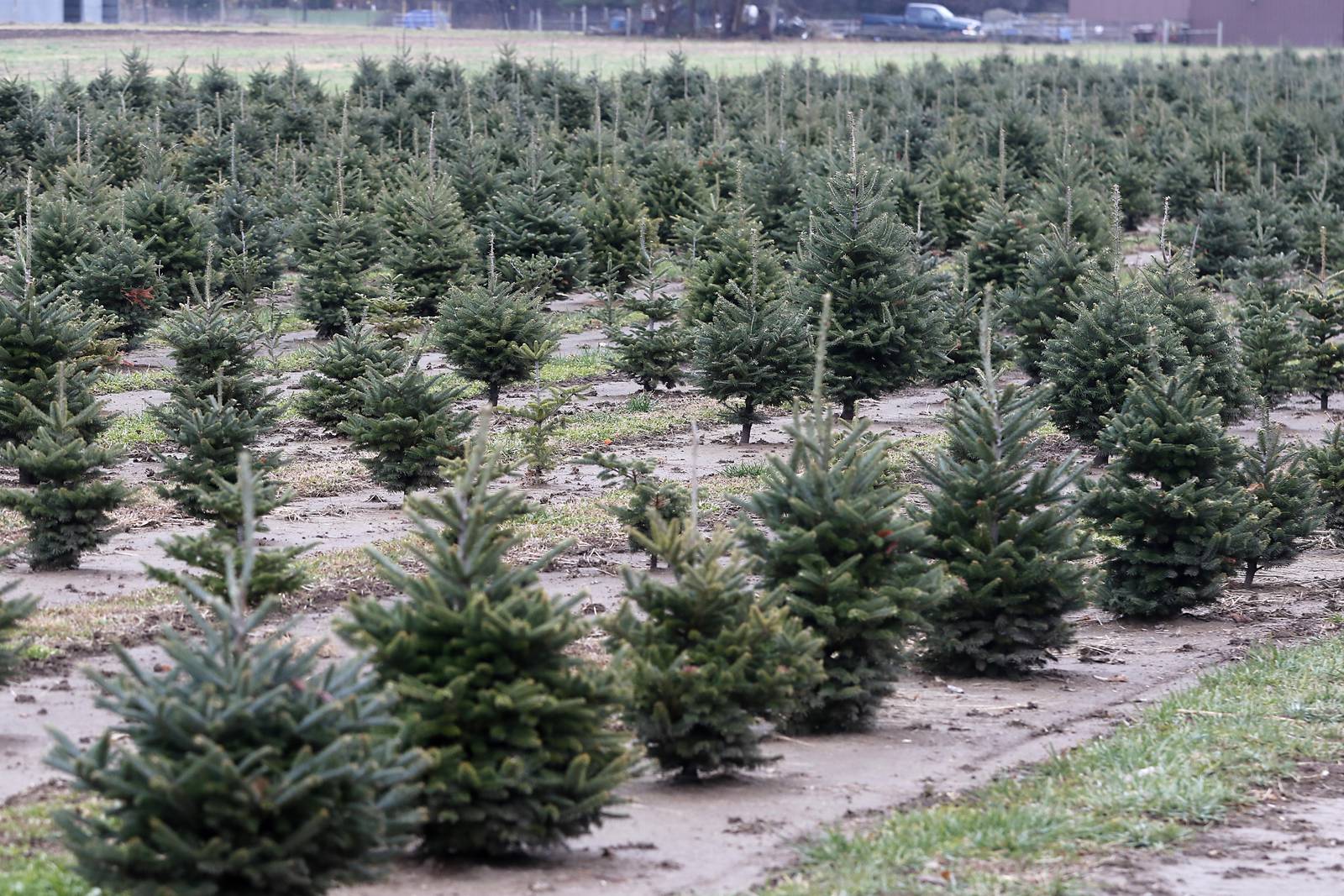 Ottawa to collect Christmas trees at Riordan Pool – Shaw Local