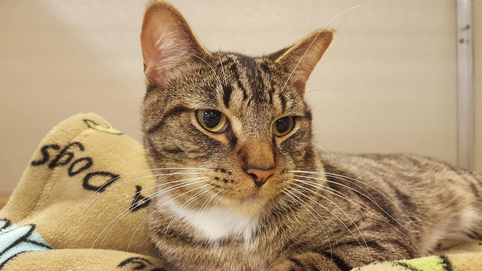 Friendly 2-year-old cat ready to focus on future – Shaw Local