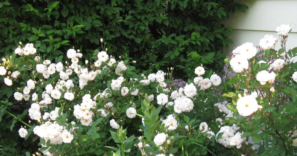 Down the Garden Path: Disease resistance for summer roses – Shaw Local