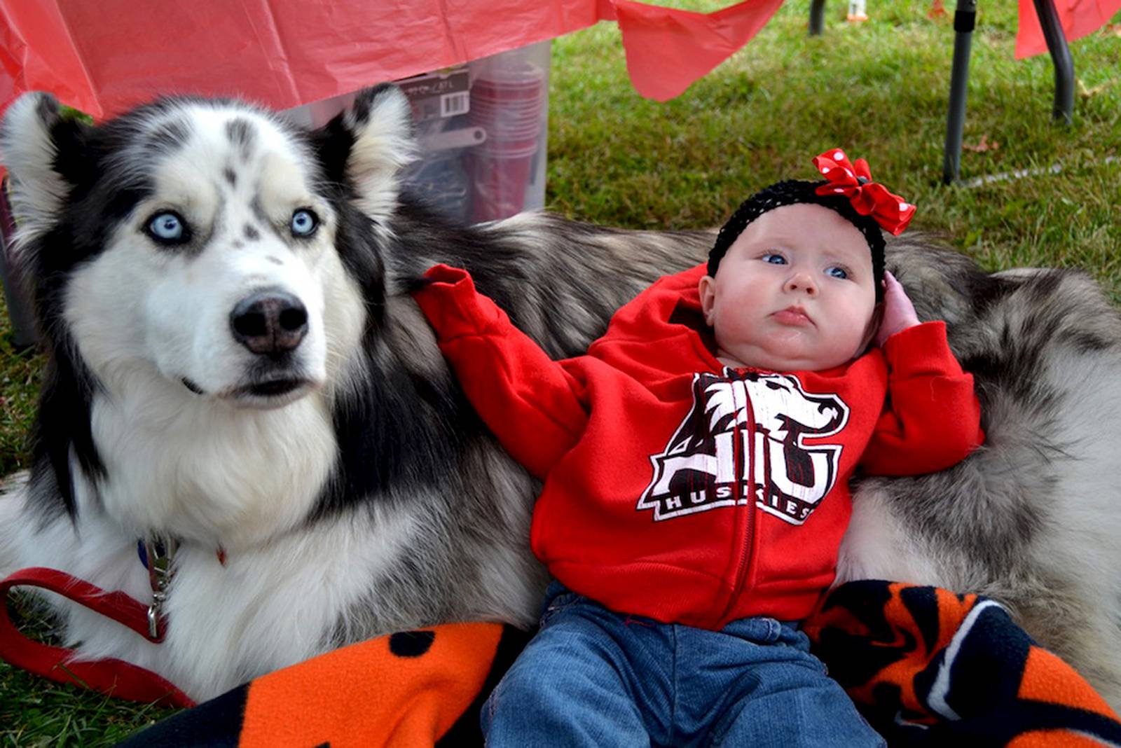 Huskies' mascot Diesel dies day after attending NIU football opener ...