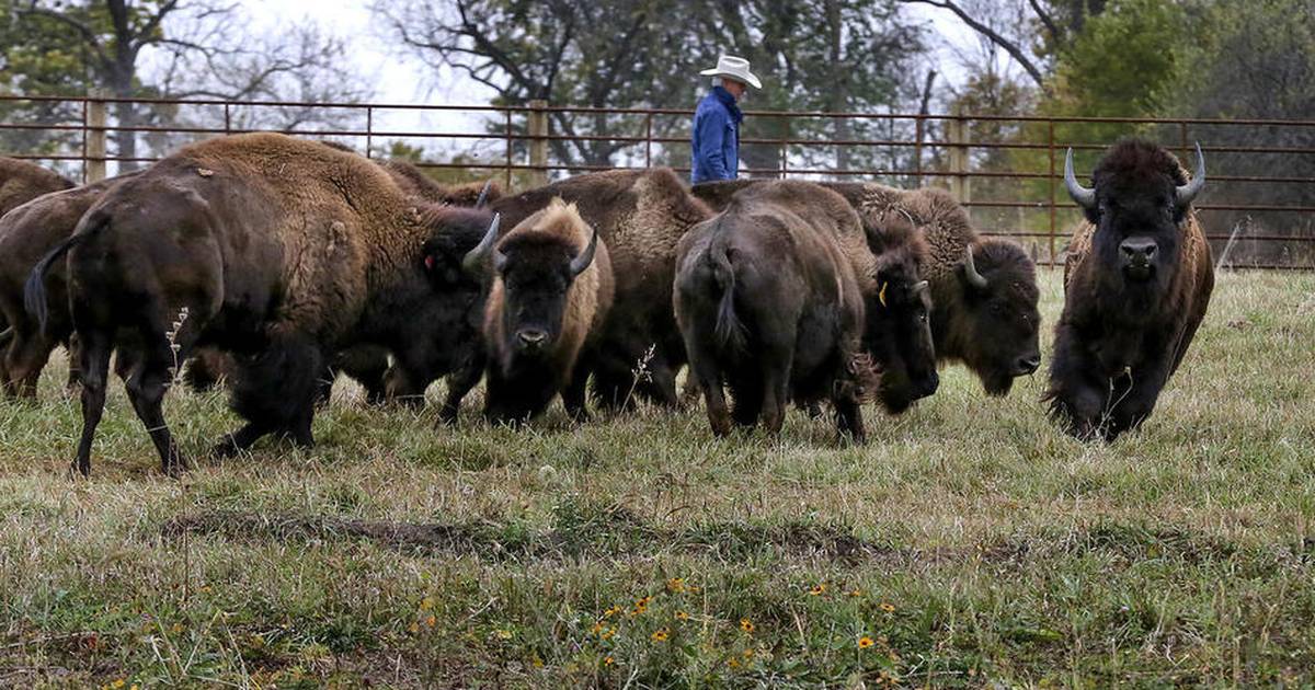 Bison have a growing fan club at Midewin National Tallgrass Prairie ...