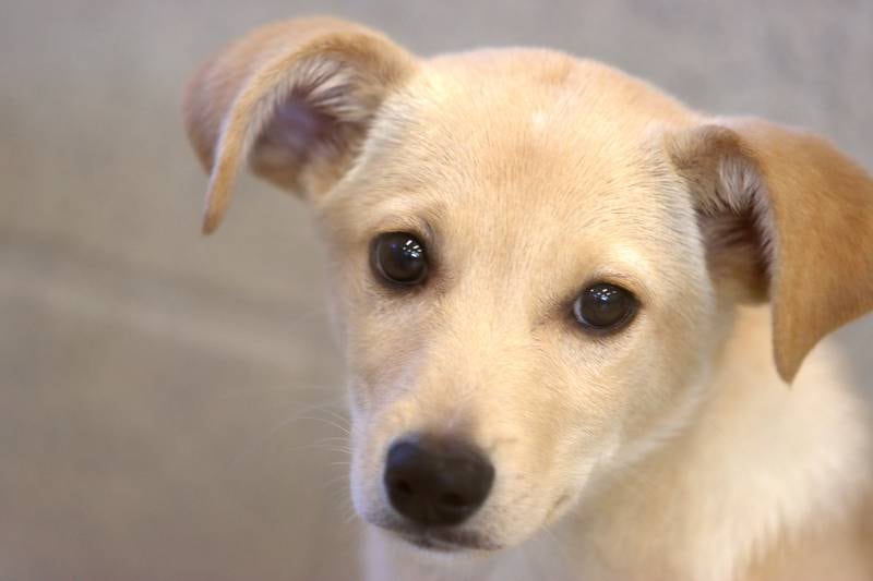 Photos: A Raise the Woof fundraiser in Woodstock – Shaw Local