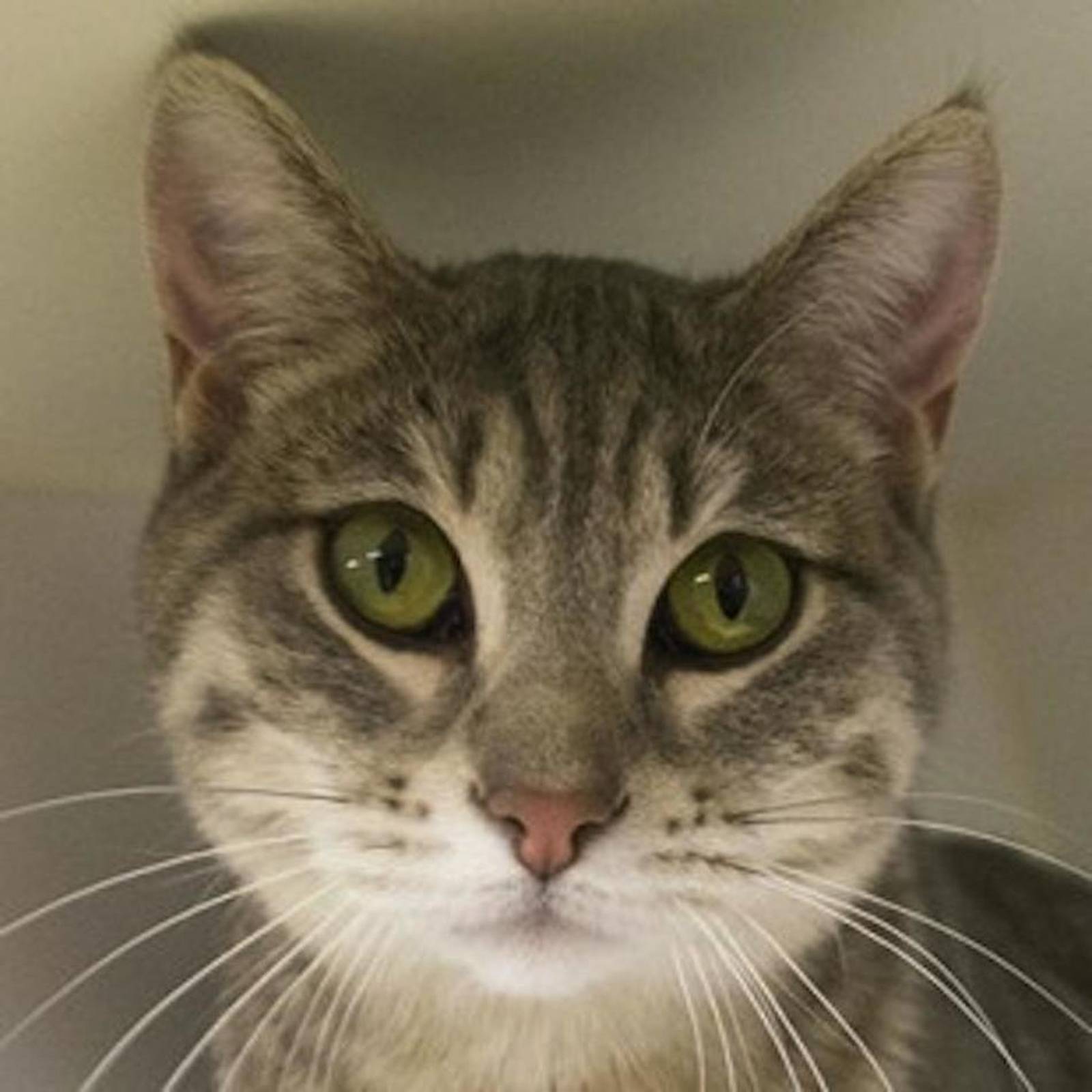 Anderson Animal Shelter plans grand opening of North Aurora satellite ...