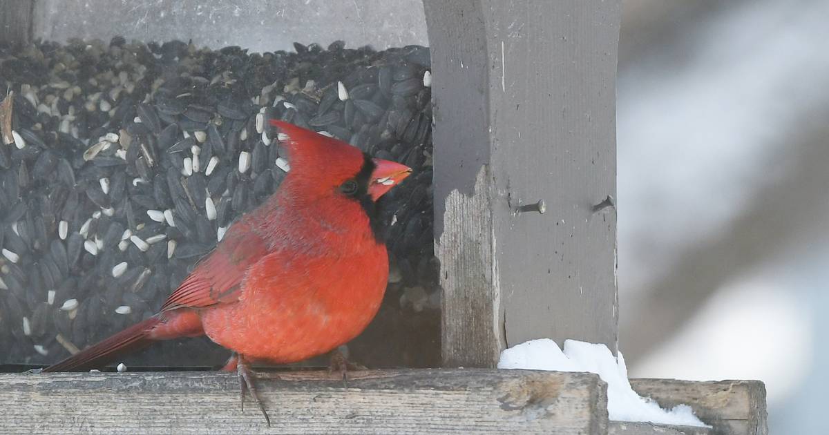 Down the Garden Path: Guest columnist series--Firewood and birds – Shaw ...