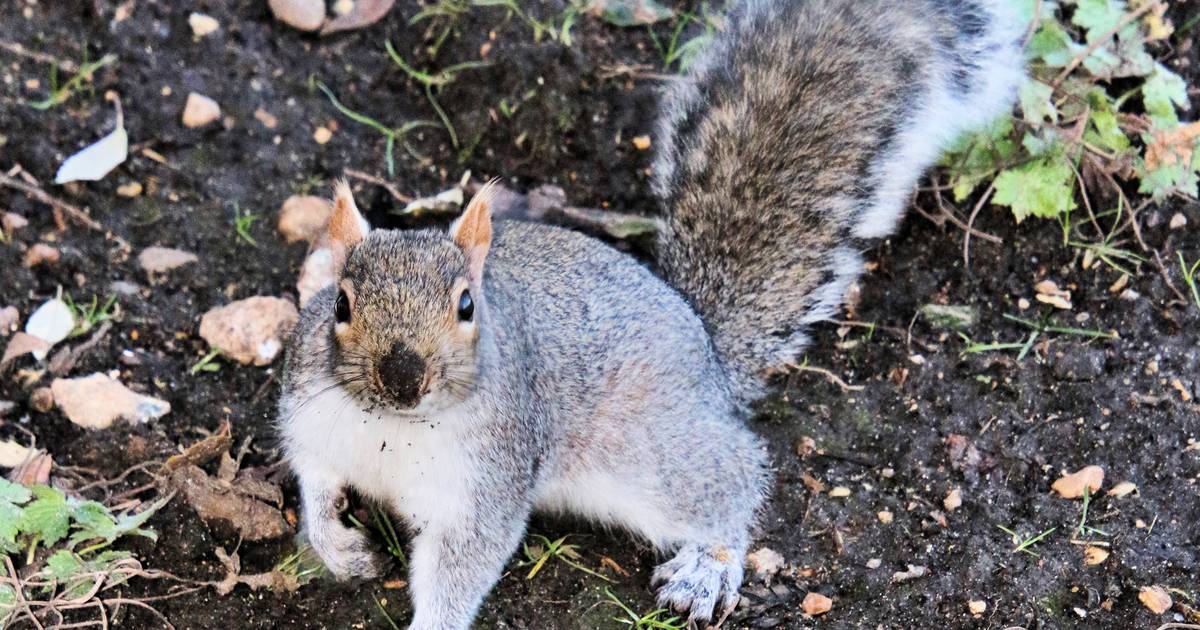 Good Natured in St. Charles: Scatter hoarding a lifesaver for squirrels ...