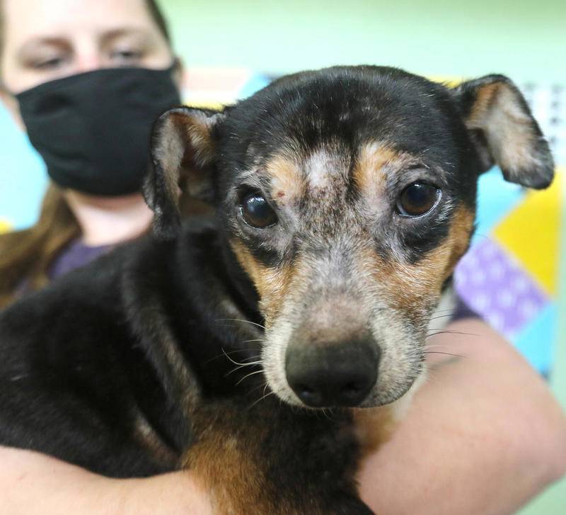 Tails Humane Society rescues 44 'throwaway' dogs from decrepit ...