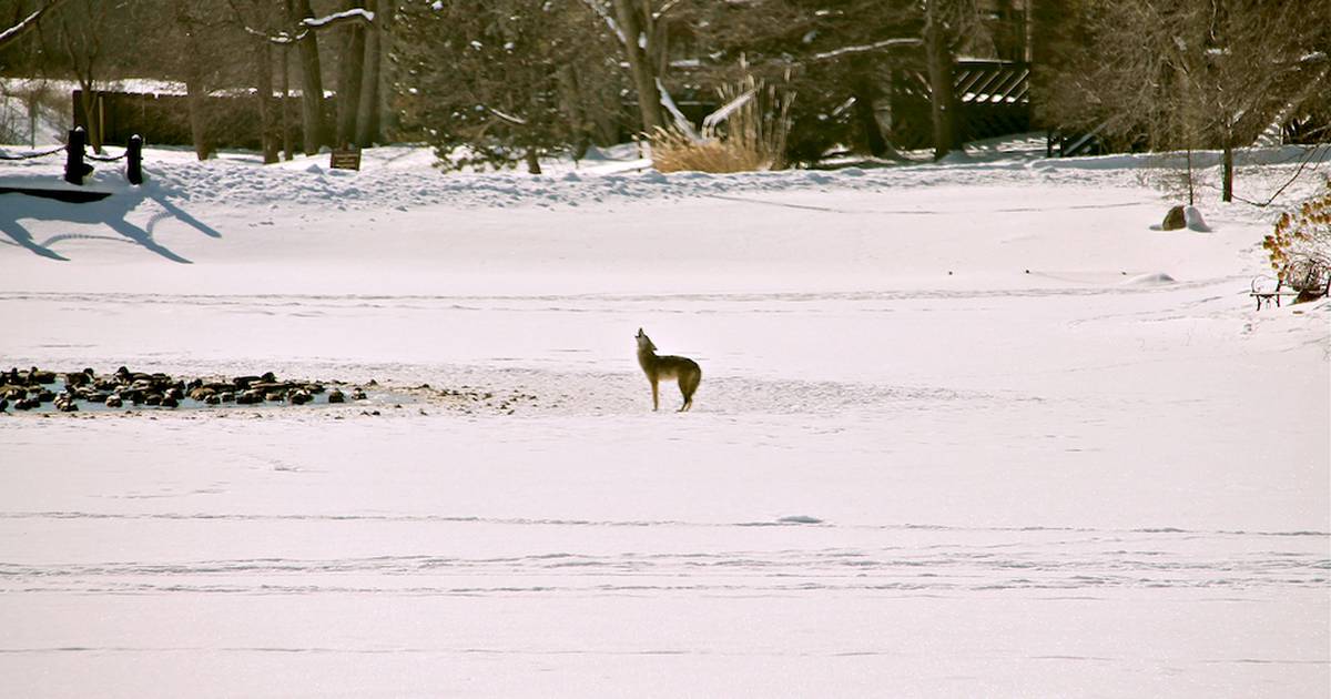 Good Natured: Big coyotes? They’re just fluffy – Shaw Local