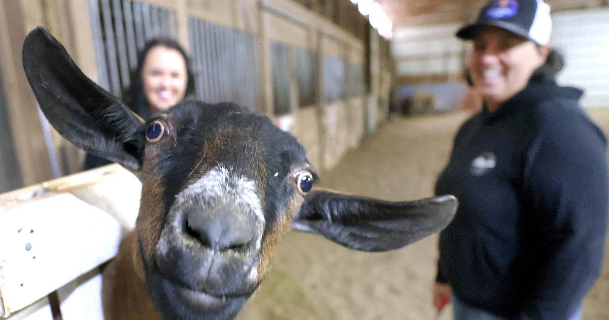 Vocational farm in Hampshire offers animal therapy, goat grams ahead of ...