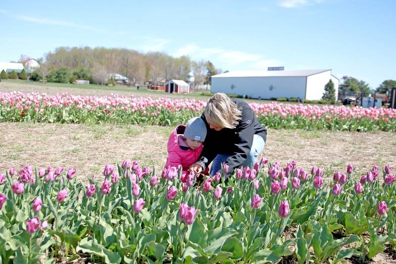 Photos: 2024 Midwest Tulip Festival opens in Maple Park – Shaw Local