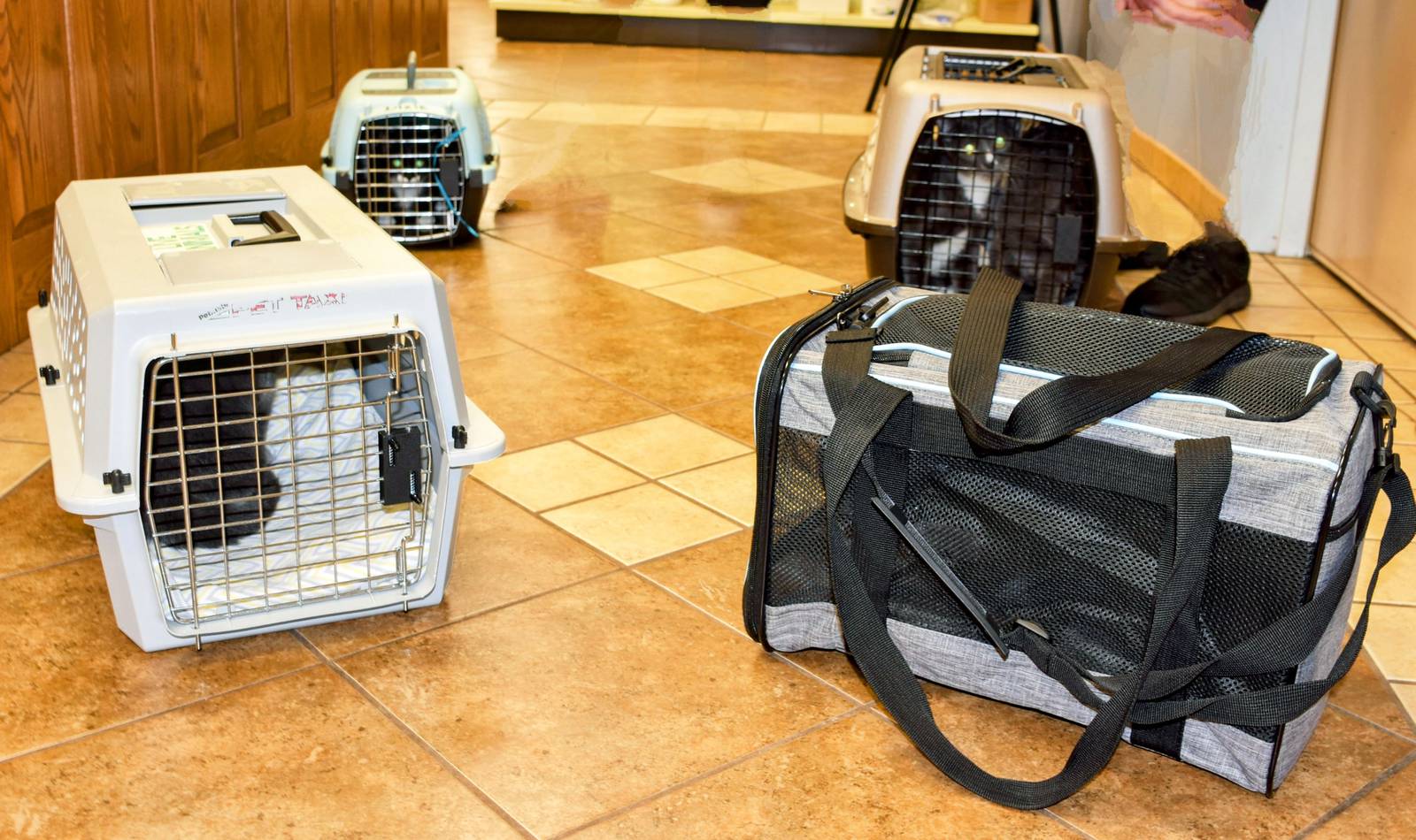 Calliope, her six kittens enjoying their ‘furever homes’ – Shaw Local